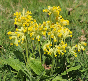 Compton Bassett Village Information ~ Nature Diary